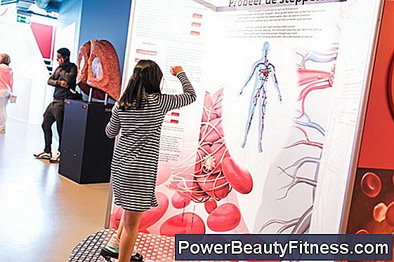 Menselijk Lichaam: Delen En Functies 💪 Alles Over Fitness En Een ...