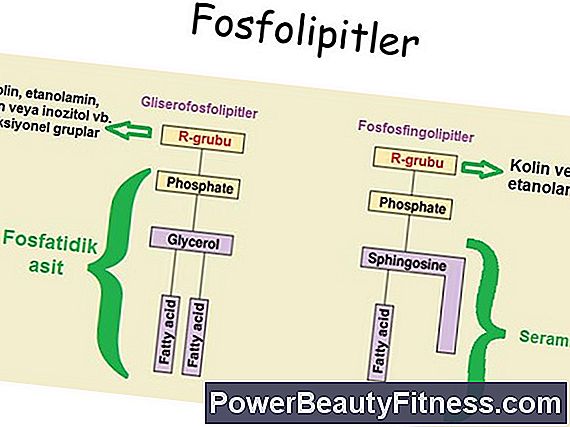 Fosfolipitler Ve Trigliseritler Arasındaki Fark Nedir? 💪 Tüm Fitness Ve ...